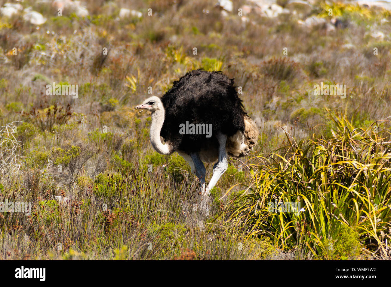 Table Mountain National Park - Ostrich Stock Photo - Alamy