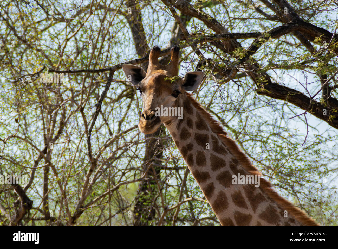 Kruger National Park - Giraffe Stock Photo - Alamy