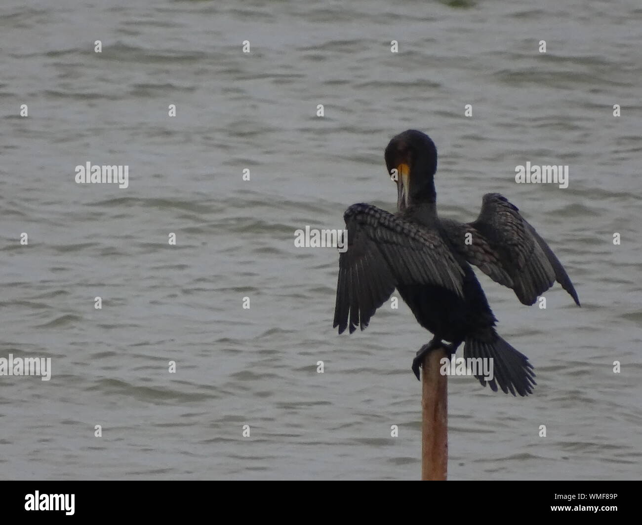 Bird preening wings hi-res stock photography and images - Alamy