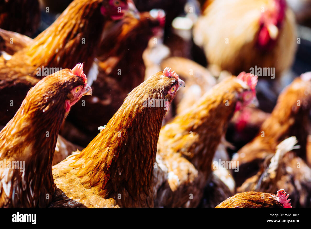 Chicken looking group chickens hi-res stock photography and images - Alamy