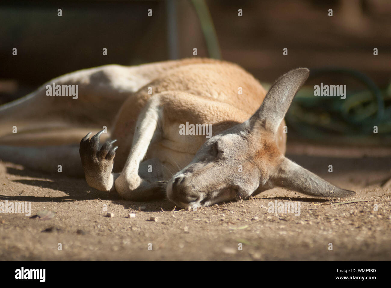 Sleeping kangaroo hi-res stock photography and images - Alamy