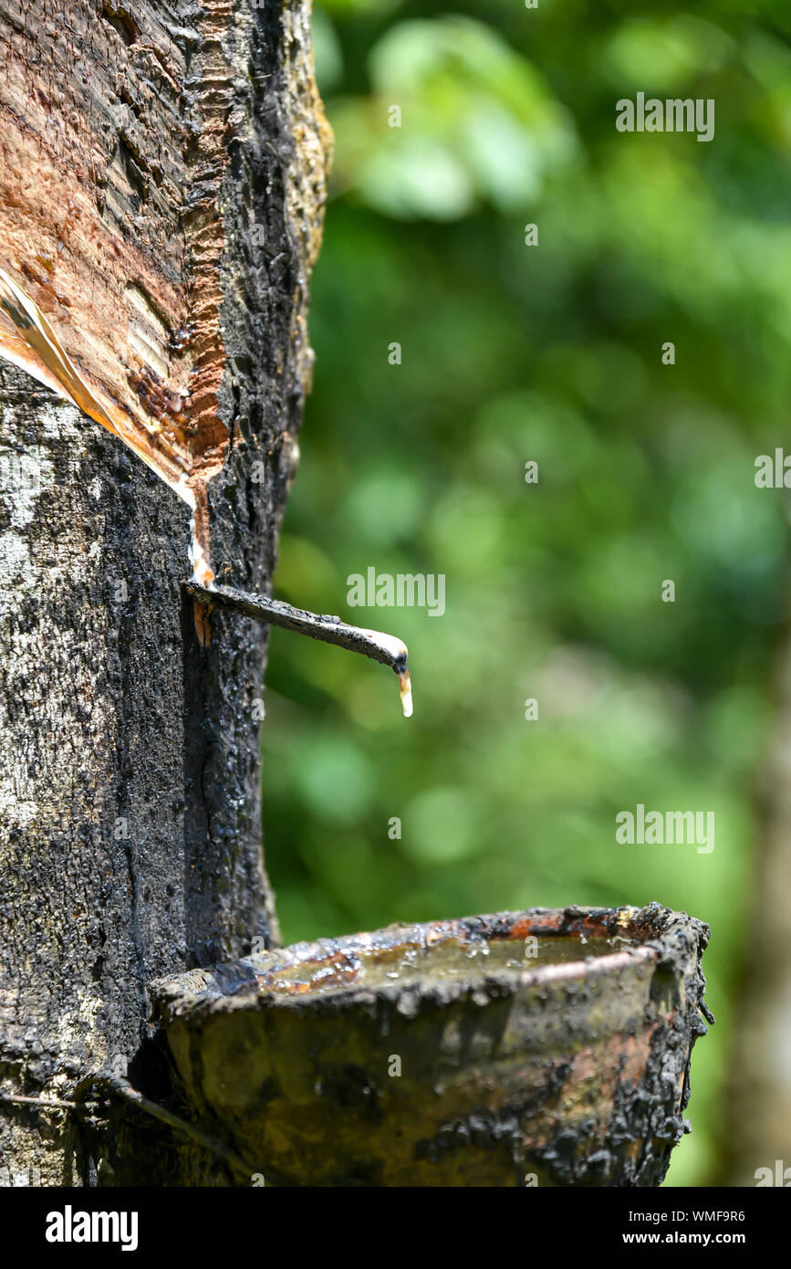 Rubber tree collecting hi-res stock photography and images - Alamy