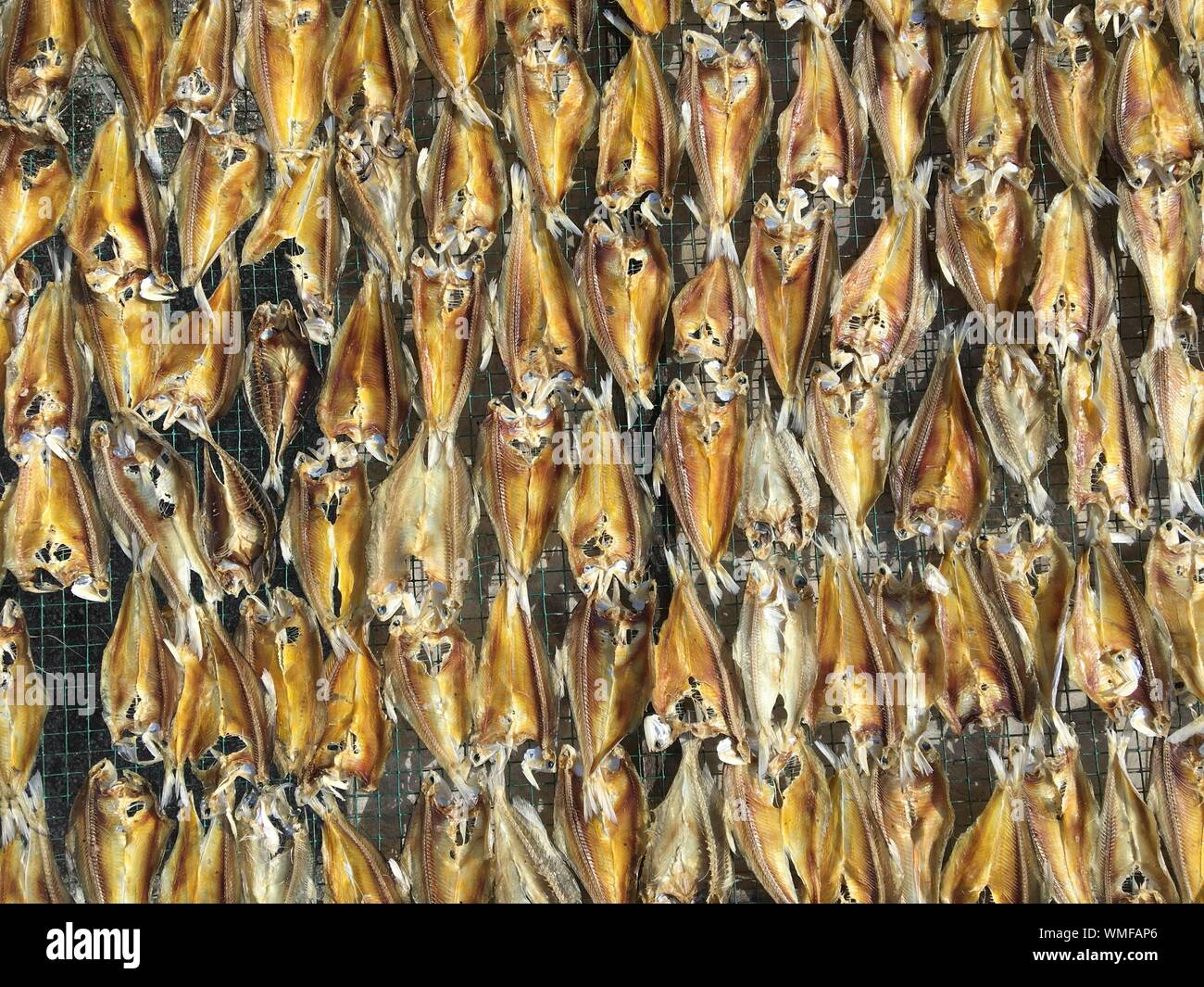 Fish Drying On Frame High Resolution Stock Photography and Images - Alamy