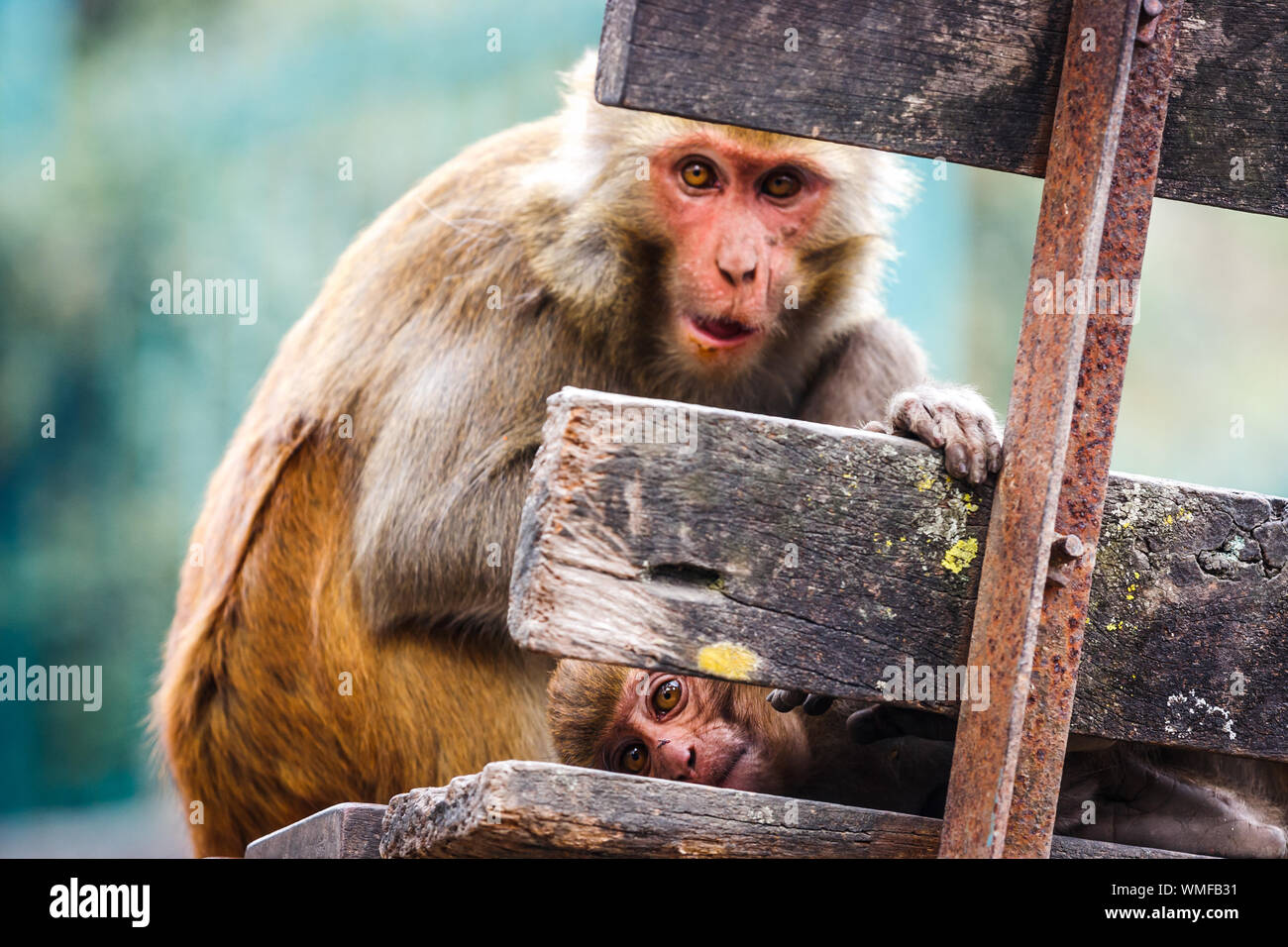 Two monkeys sitting bench hi-res stock photography and images - Alamy