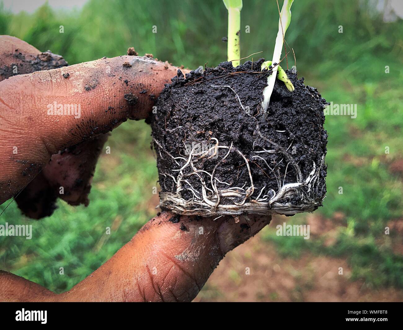 Hand Sampling High Resolution Stock Photography and Images - Alamy