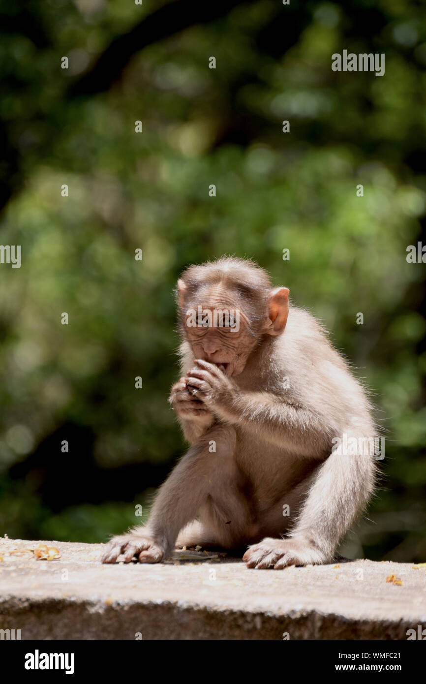 Monkey chewing hi-res stock photography and images - Alamy