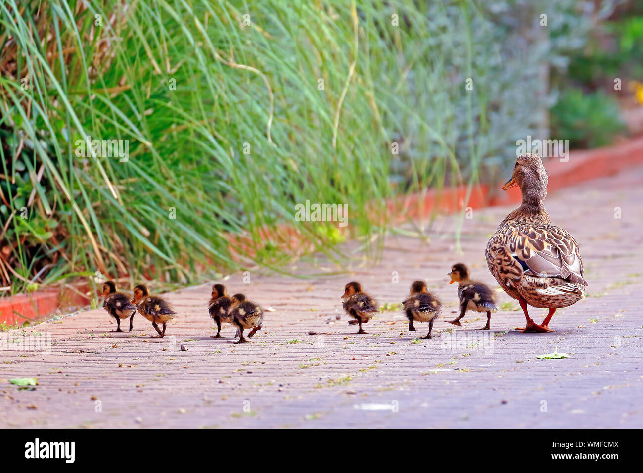 Ducklings walking hi-res stock photography and images - Alamy