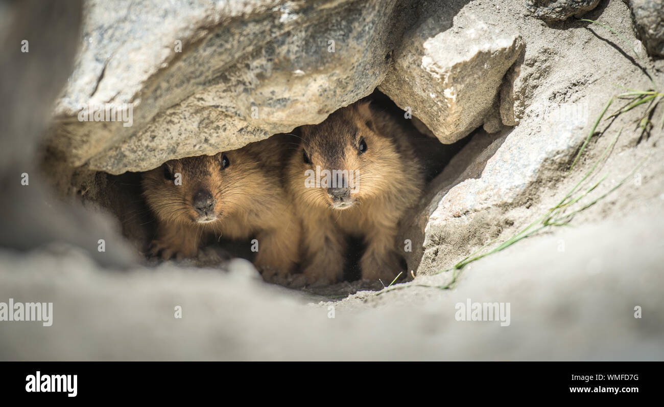 Cave Of Dogs High Resolution Stock Photography and Images - Alamy