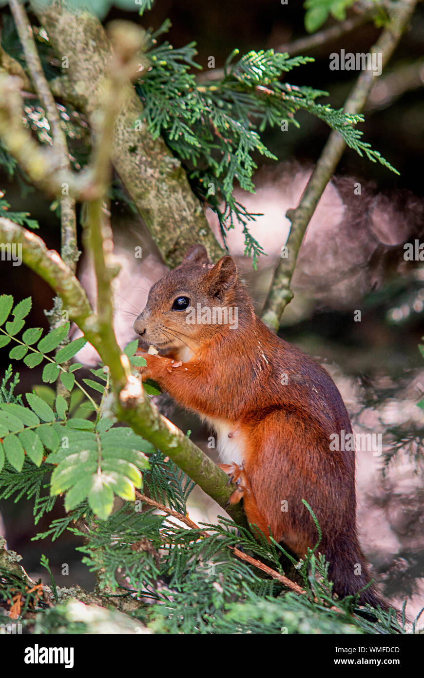 Wild red Squirrel playing in the trees looking for nuts Stock Photo - Alamy