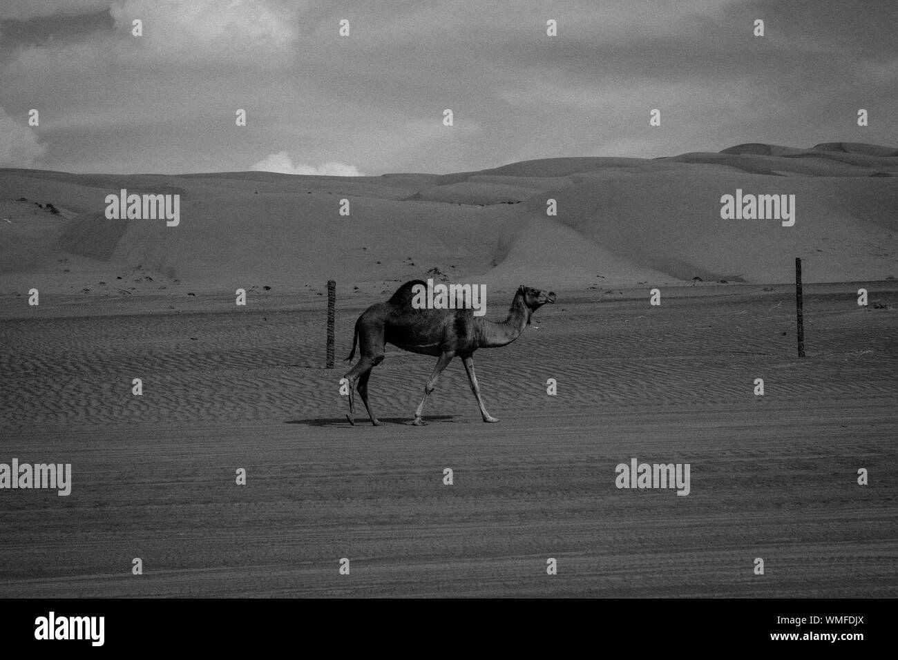 A camel standing desert hi-res stock photography and images - Alamy