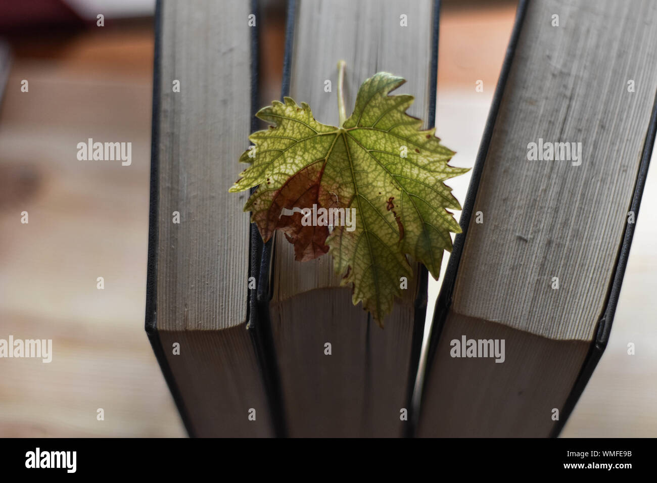 Stack of old dusty books viewed from the top whit colorful autumn leaf ...