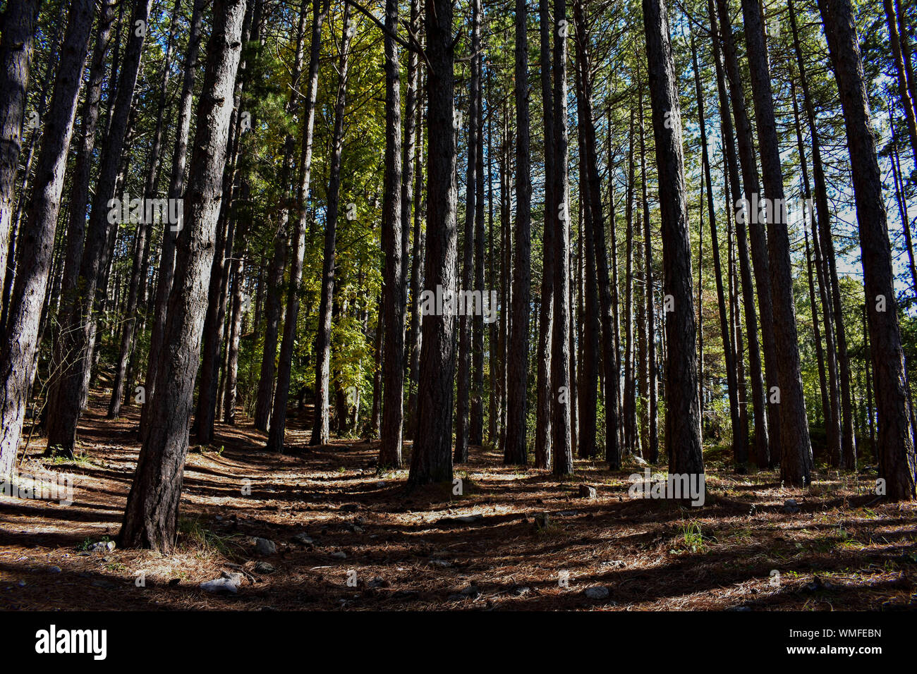 High angle aerial view of pine forest under the blue sky/ Beautiful ...