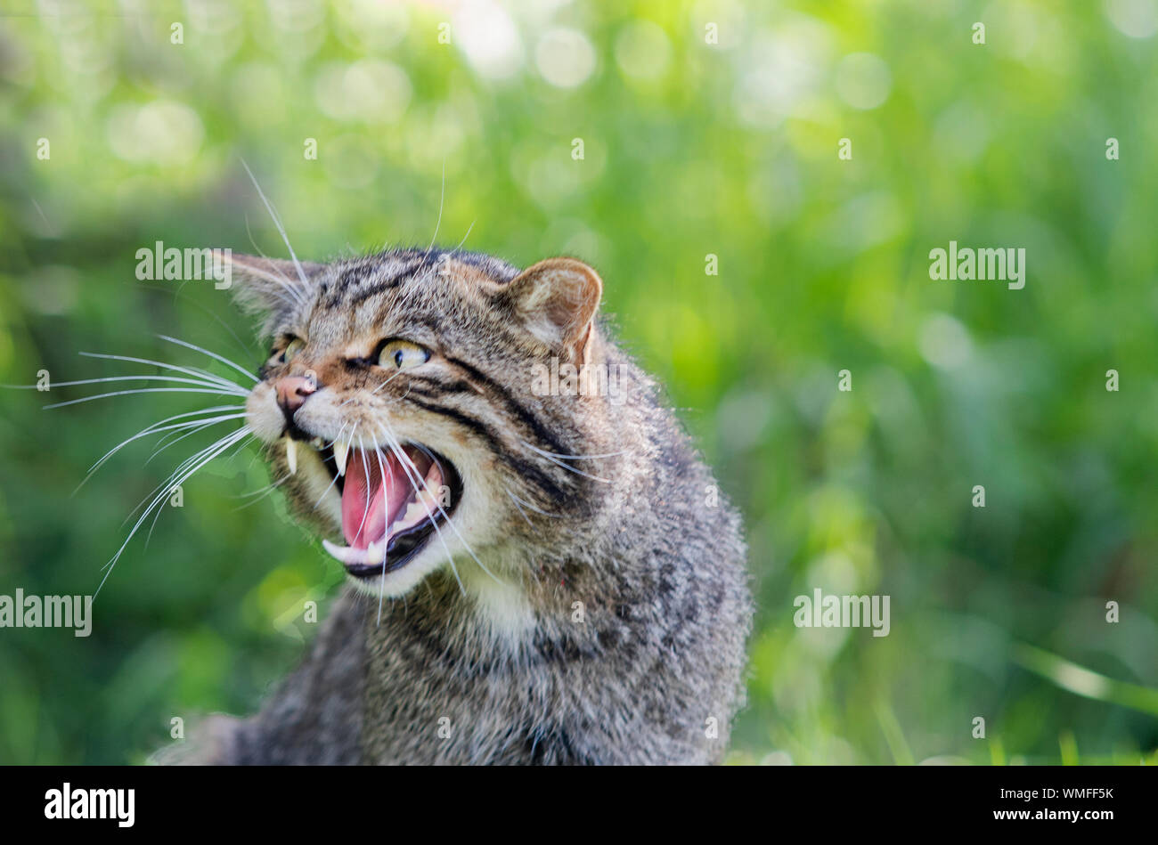 Wildcat hissing hi-res stock photography and images - Alamy