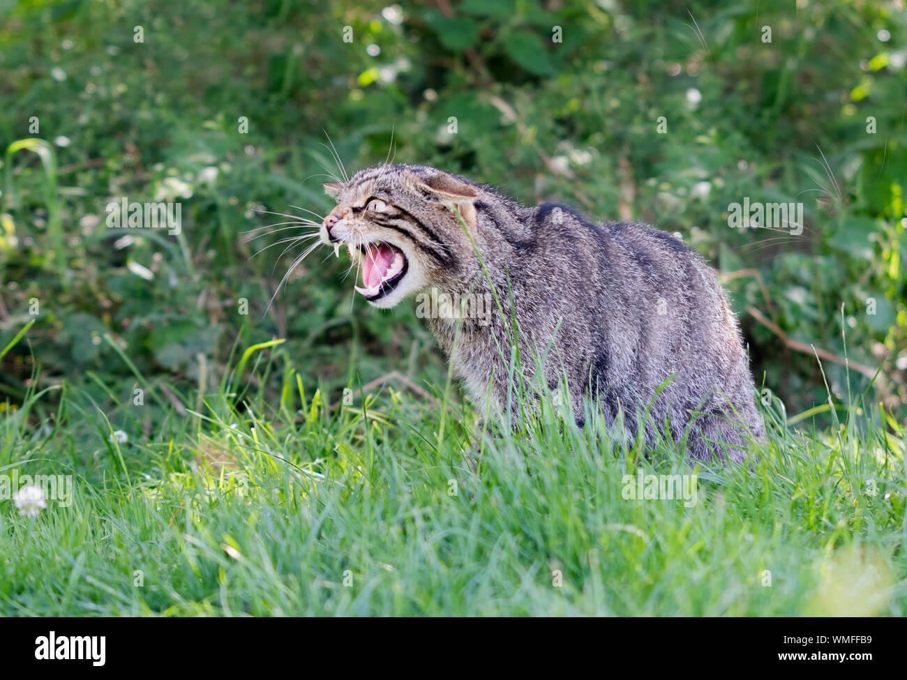 Scottish Wildcat , hissing in annoyance Stock Photo - Alamy