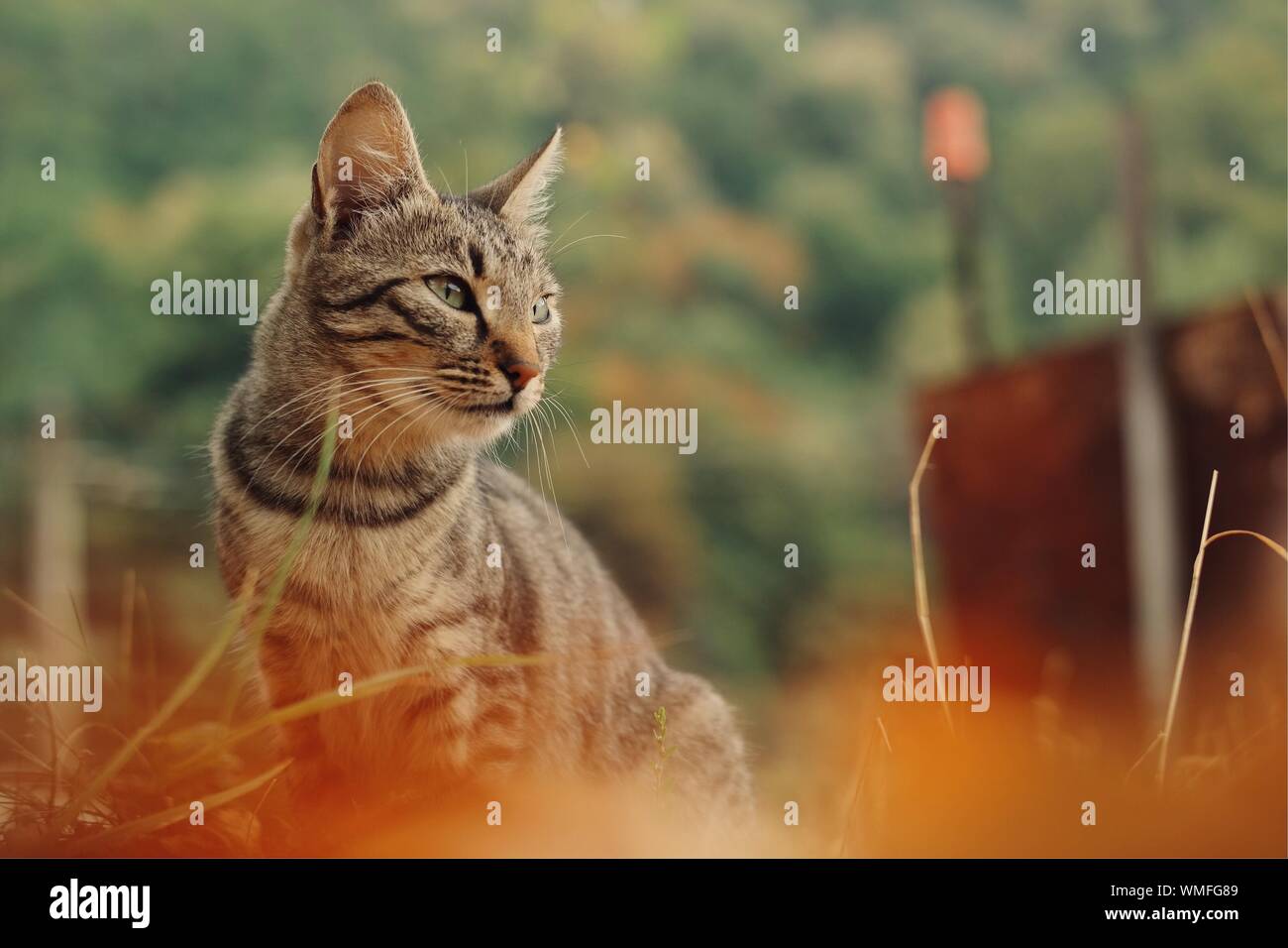 Cat Looking Over The Shoulder High Resolution Stock Photography and ...