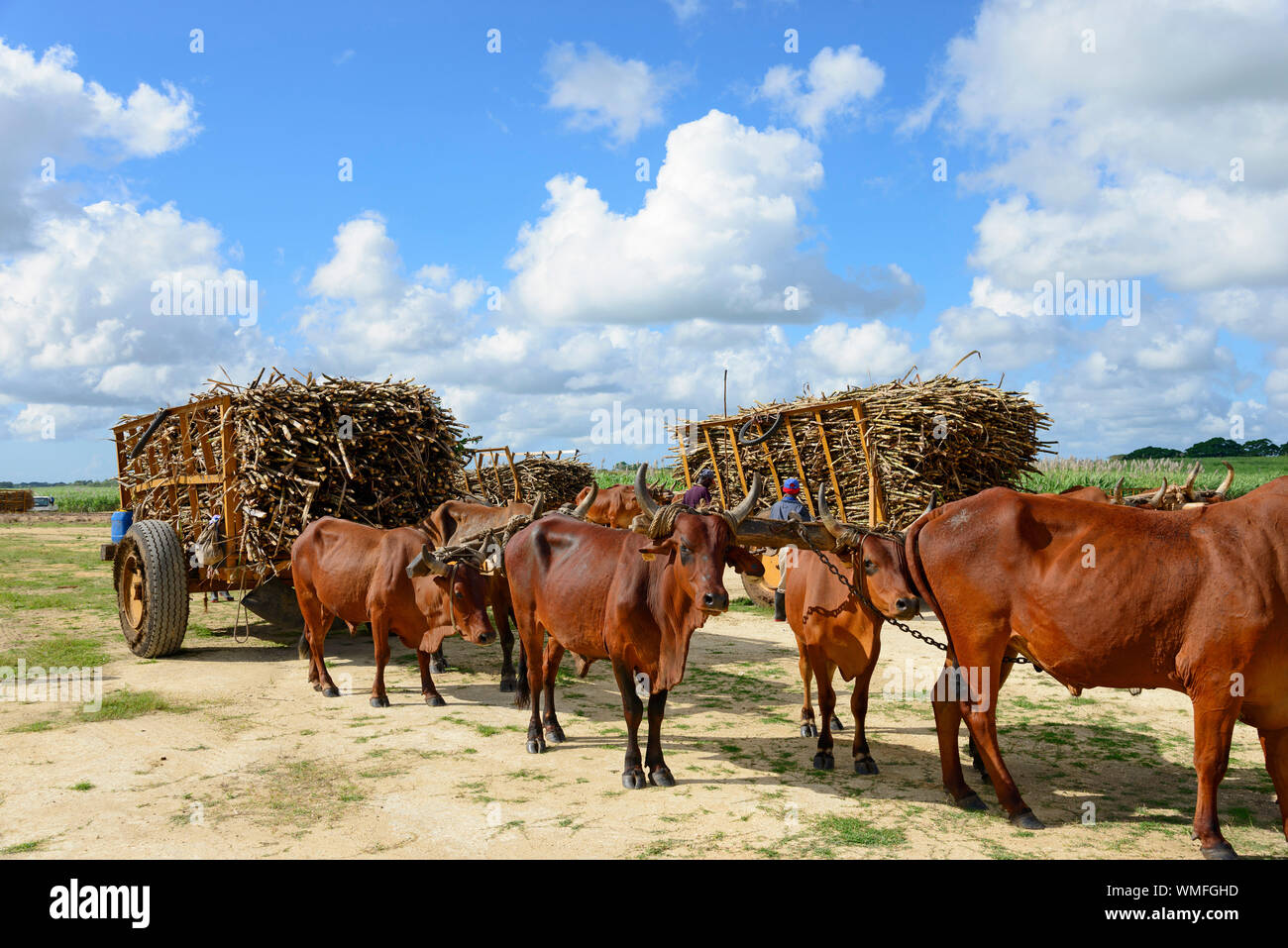 Ox cart, sugarcane, sugar cane harvest, Dominican Republic, Carribean ...