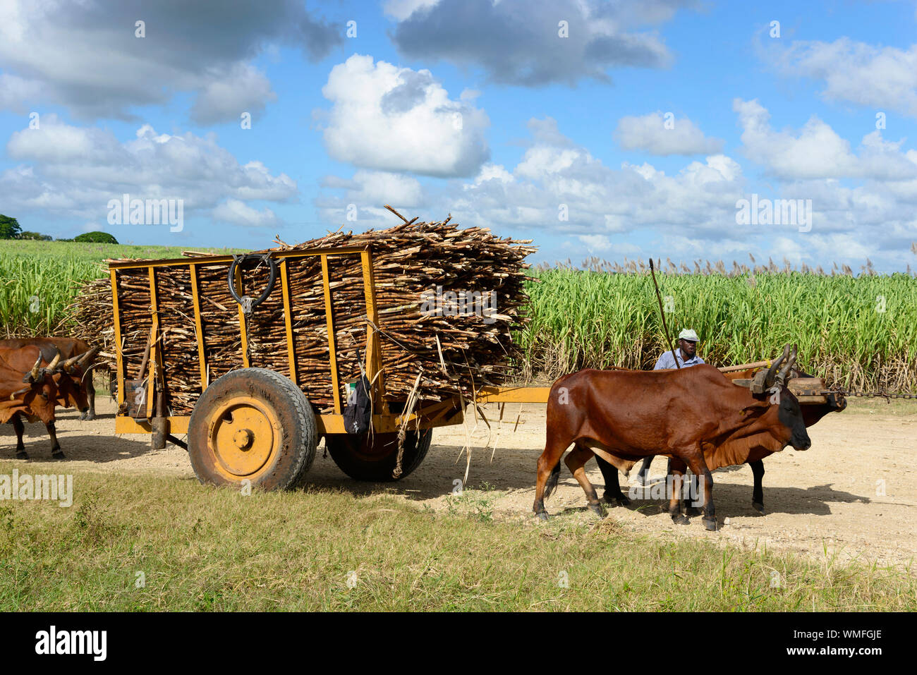 Ox cart, sugarcane, sugar cane harvest, Dominican Republic, Carribean ...