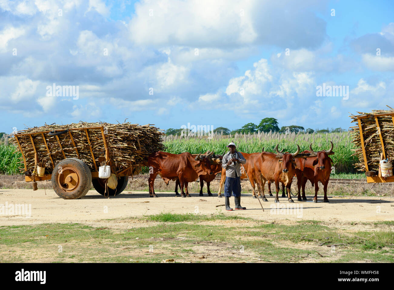 Ox cart, sugarcane, sugar cane harvest, Dominican Republic, Carribean ...