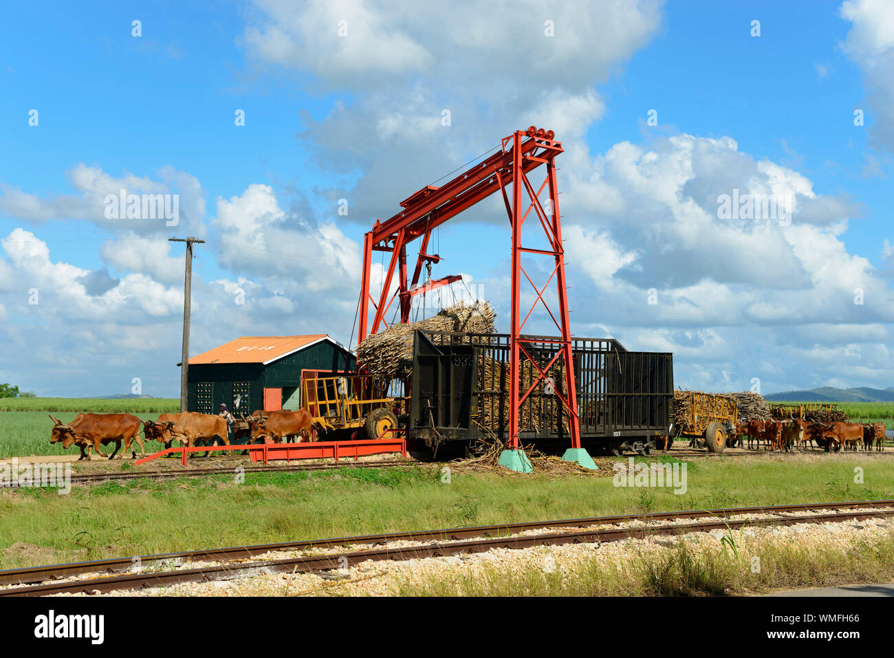 Ox cart, sugarcane, sugar cane harvest, Dominican Republic, Carribean ...