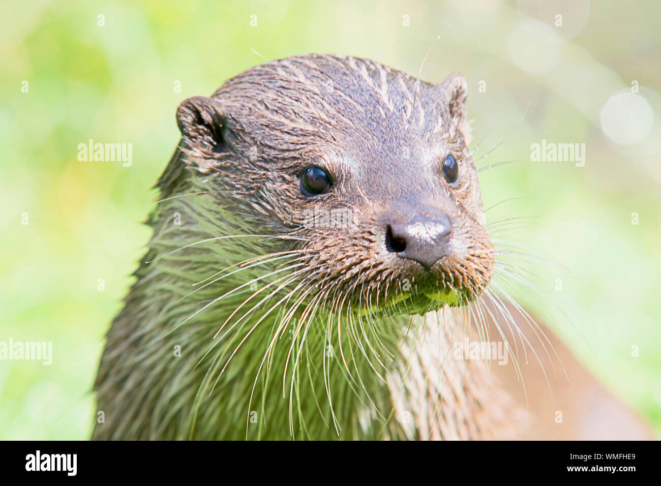 Otter uk hi-res stock photography and images - Alamy