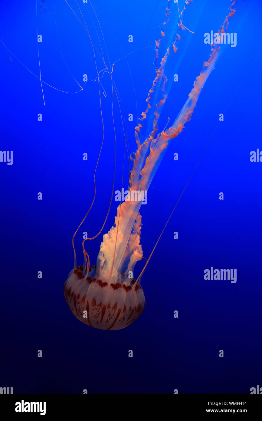 Purple striped Jelly, Monterey, California, North America, USA ...