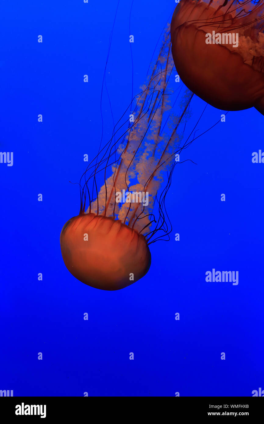 Sea Nettles, Monterey, California, North America, USA, (Chrysaora ...