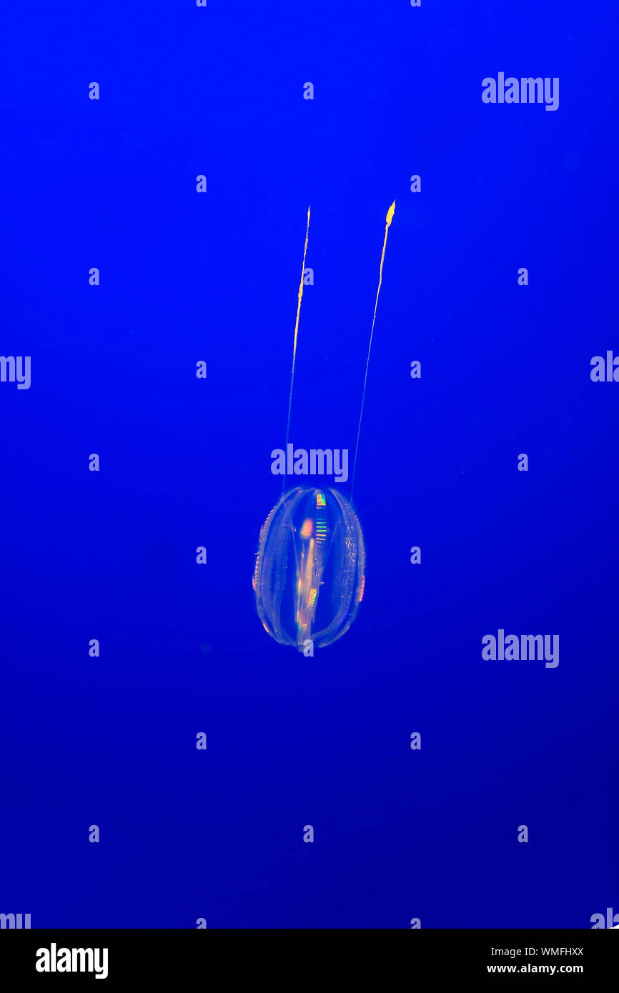 Sea gooseberry pacific hi-res stock photography and images - Alamy