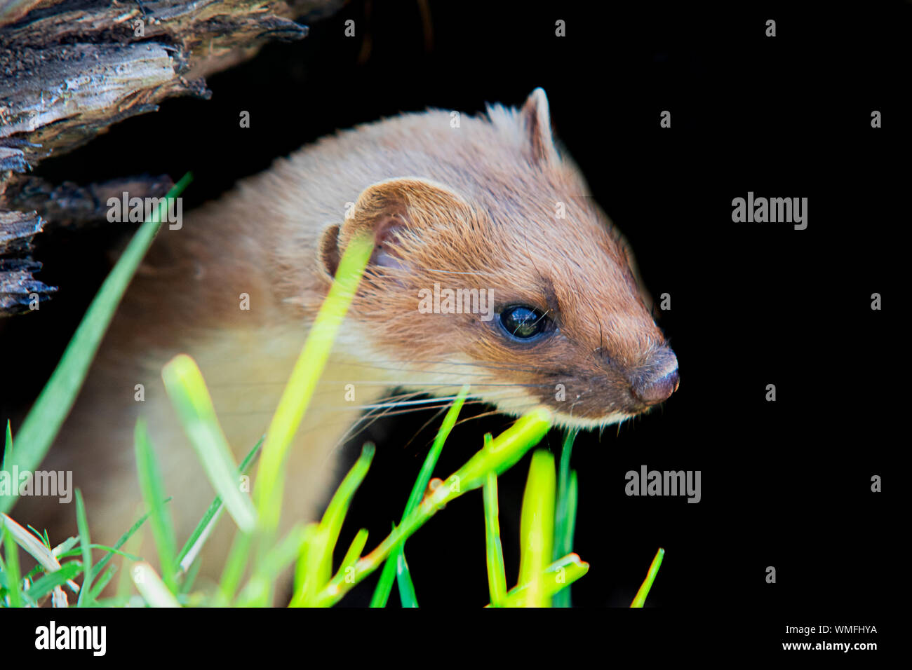 Weasel , British Mammal climbing on log Stock Photo - Alamy