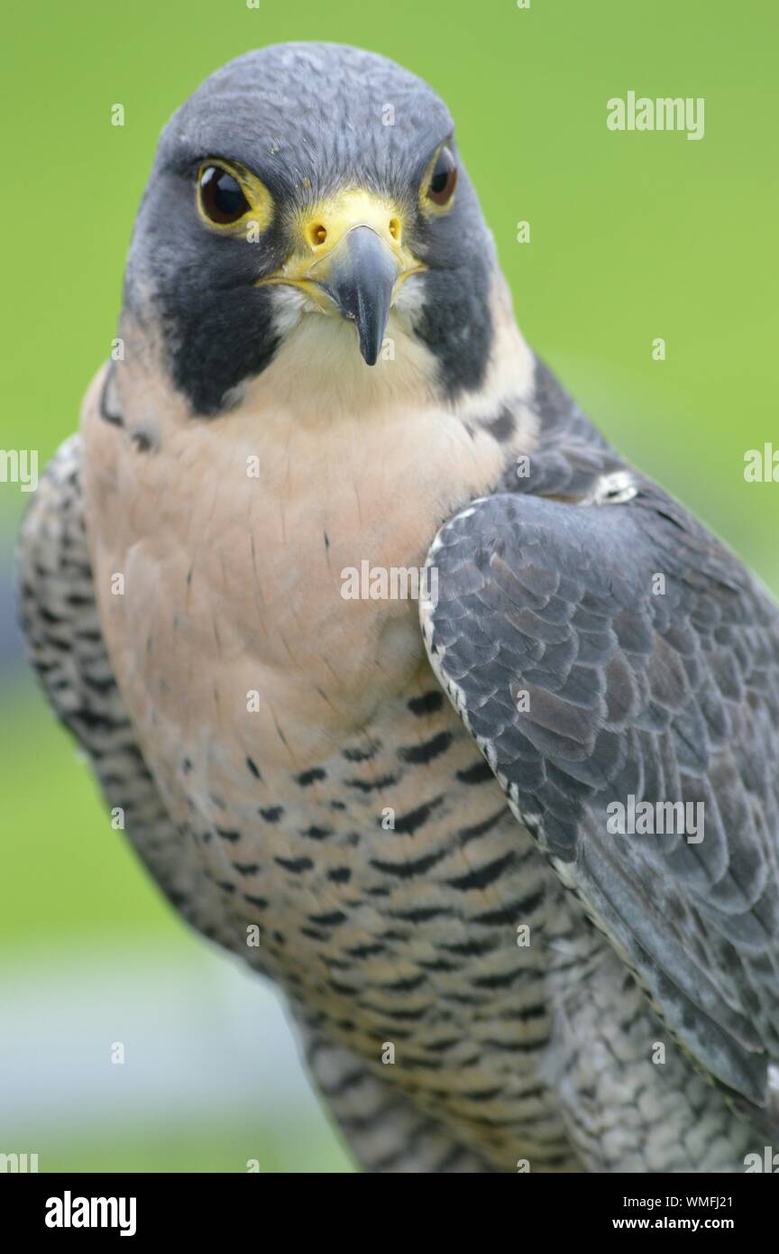 Peregrine falcon in close up hi-res stock photography and images - Alamy