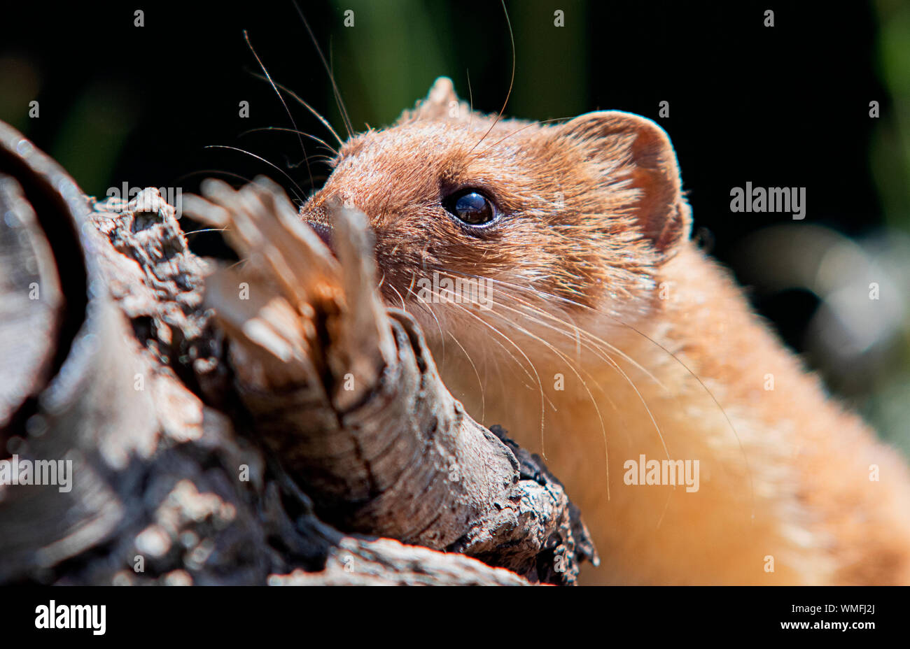 Stoat face hi-res stock photography and images - Alamy