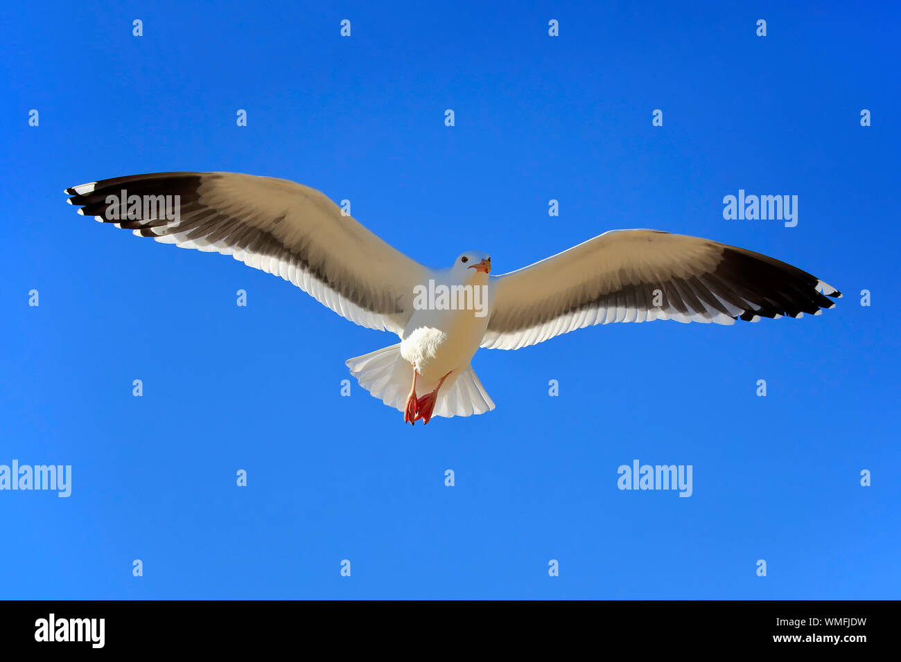 Western Gull, adult flying, Monterey, California, North America, USA ...