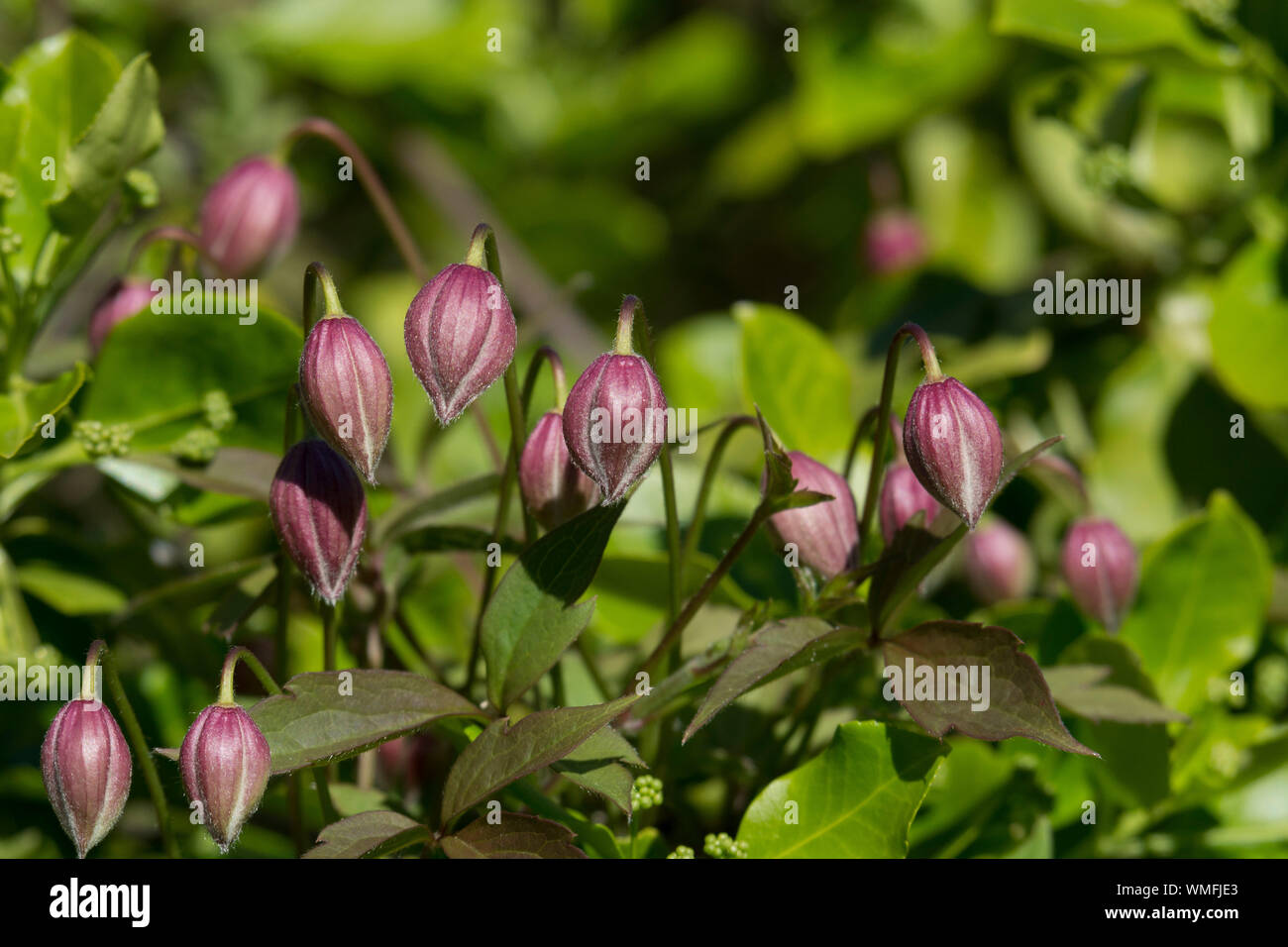 Clematis buds hi-res stock photography and images - Alamy