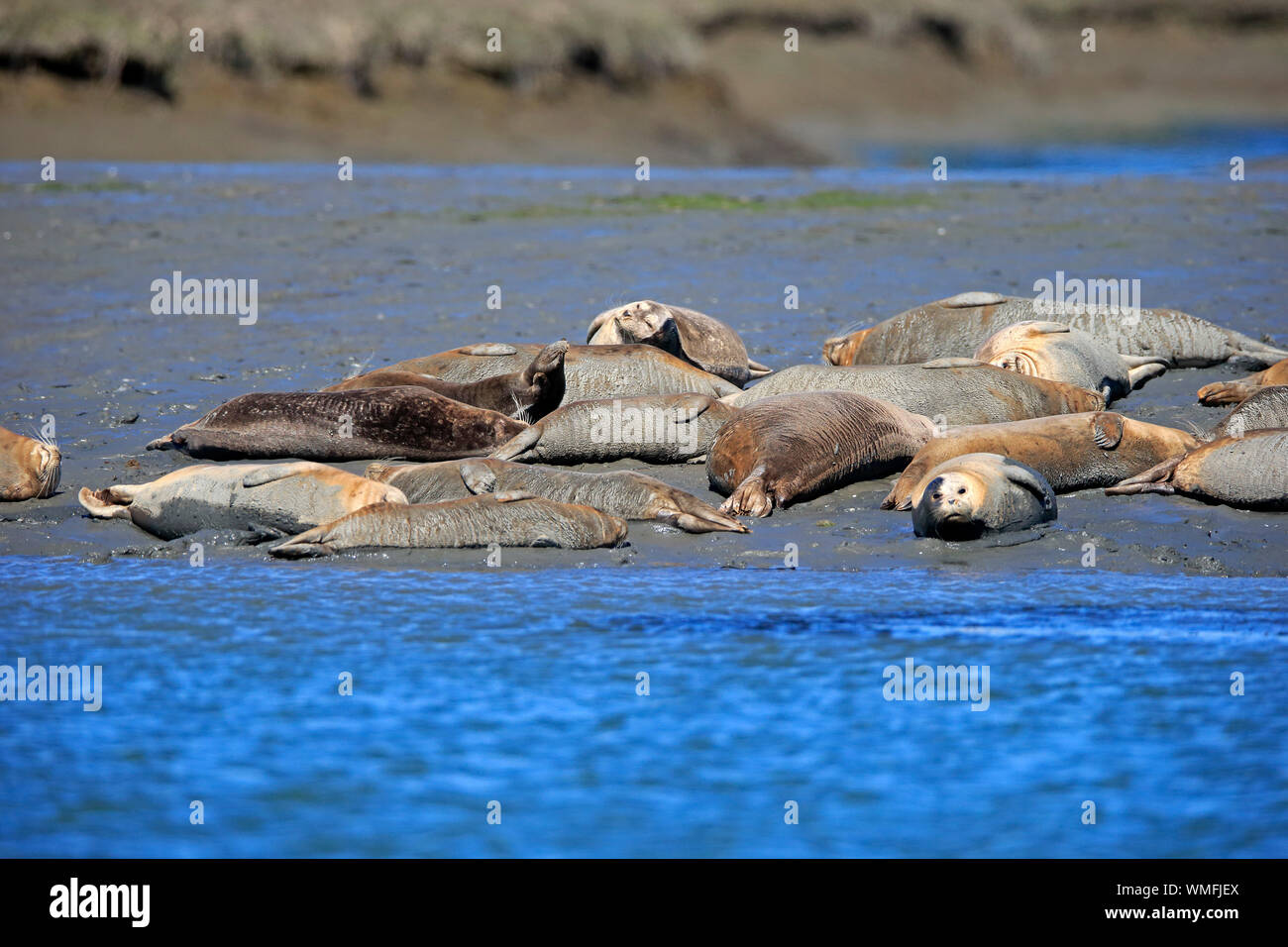 Common seal phoca vitulina adult animal on a beach hi-res stock ...