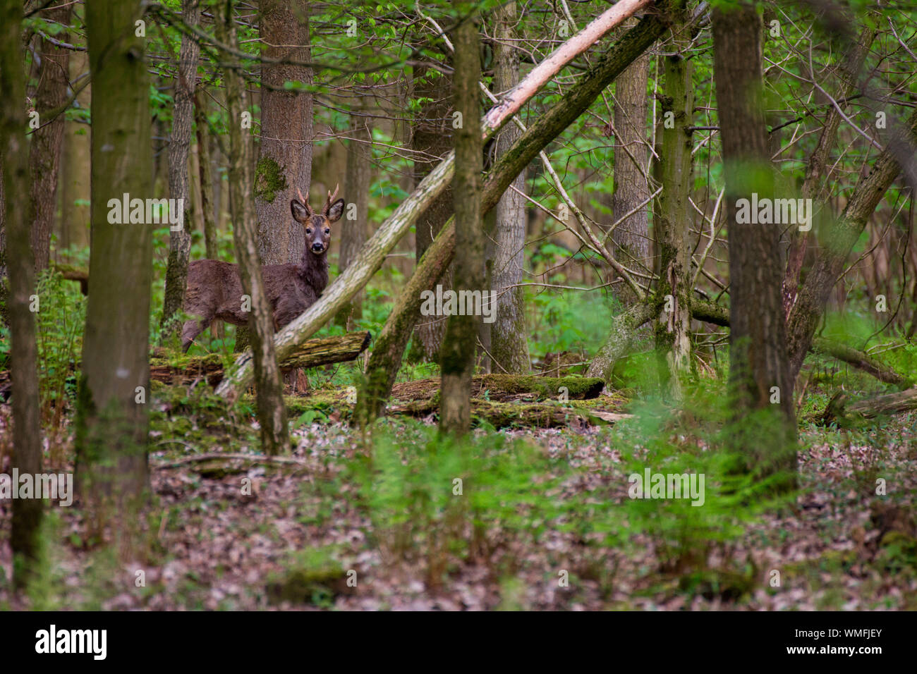 Deer, Roebuck, Schleswig-Holstein, Germany, (Capreolus capreolus Stock ...