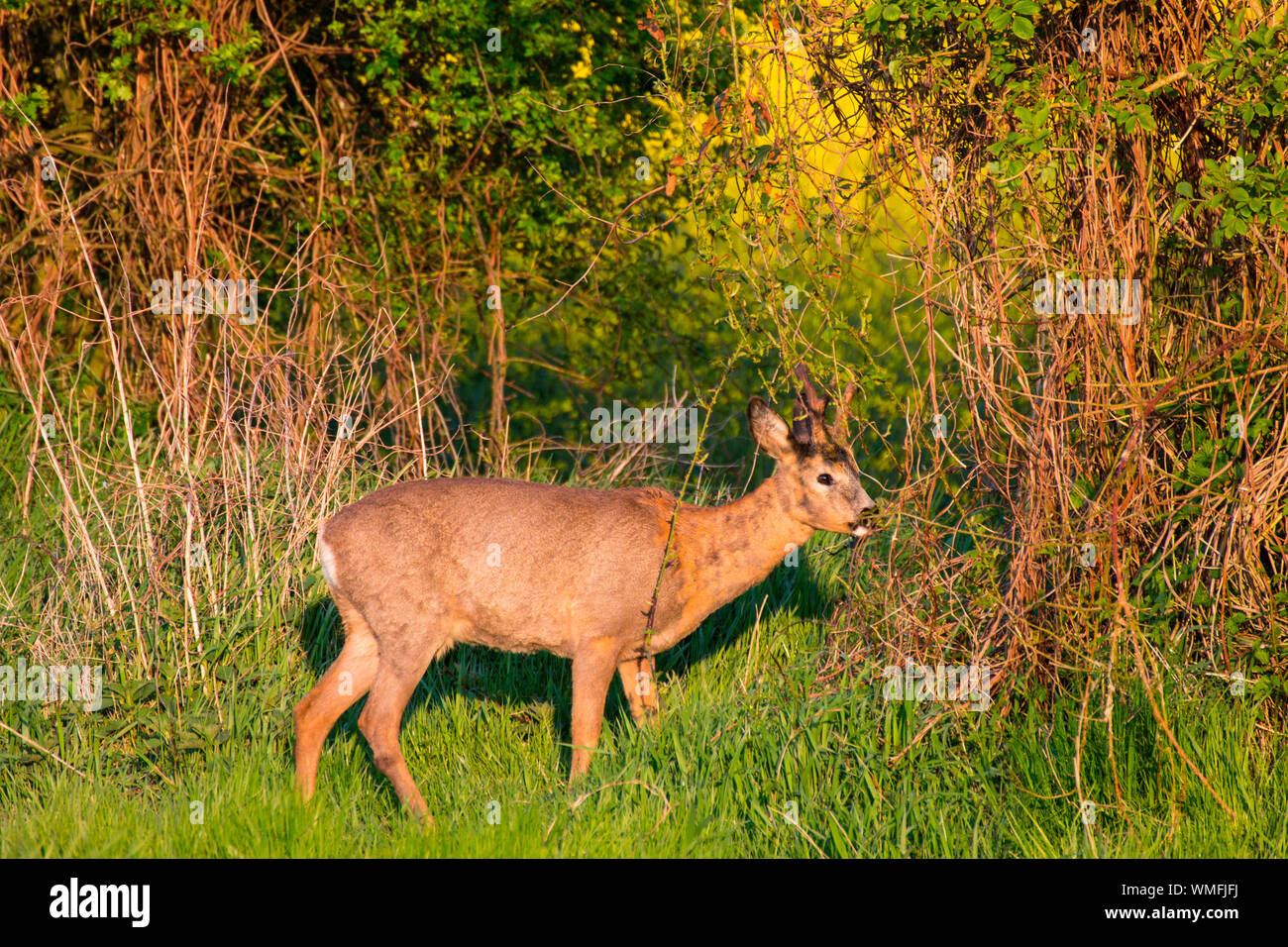 Roe deer antlers velvet hi-res stock photography and images - Alamy