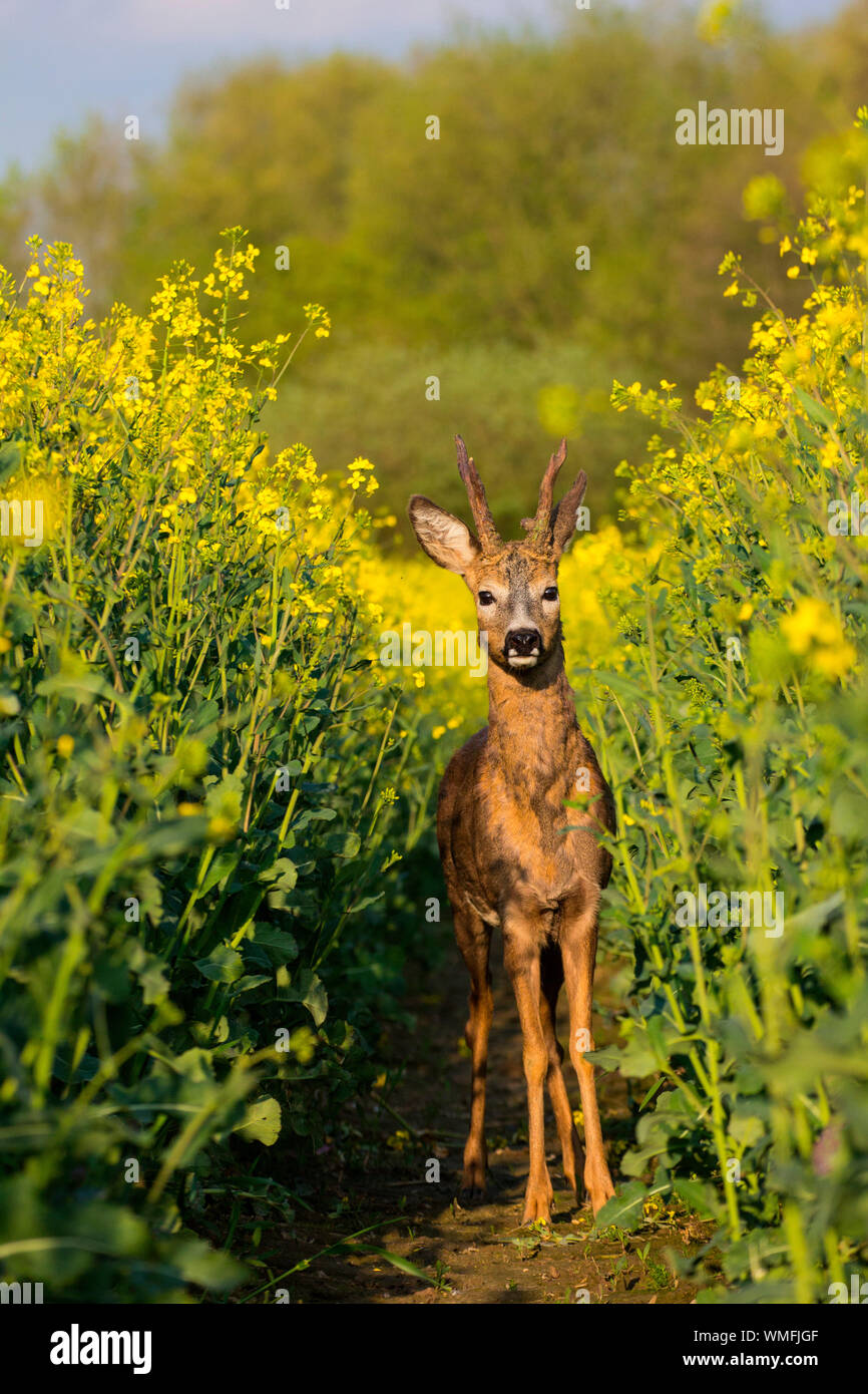 Deer, Roebuck, Schleswig-Holstein, Germany, (Capreolus capreolus Stock ...