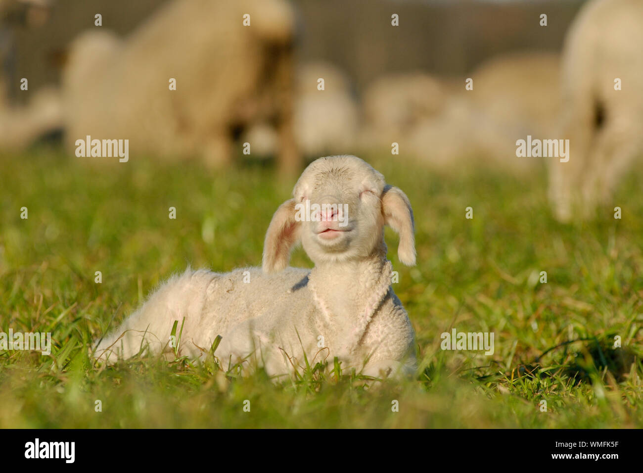 Outdoor relaxing sheep hi-res stock photography and images - Alamy