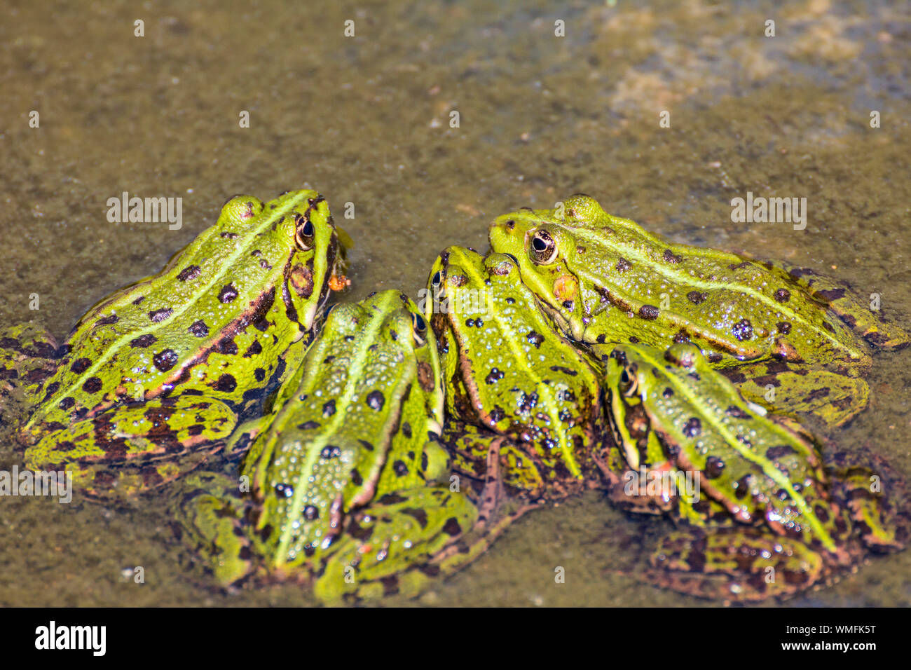 Edible frogs hi-res stock photography and images - Alamy