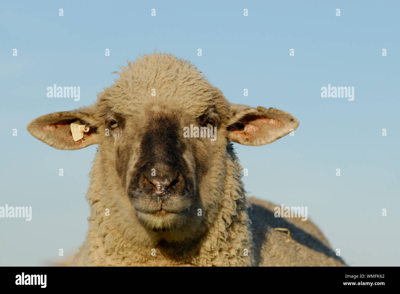 Domestic sheep, ewe Stock Photo - Alamy