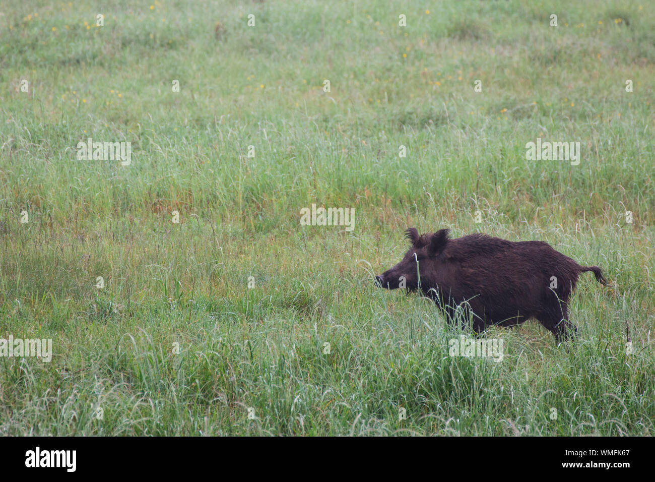 Side view of wild boar hi-res stock photography and images - Alamy