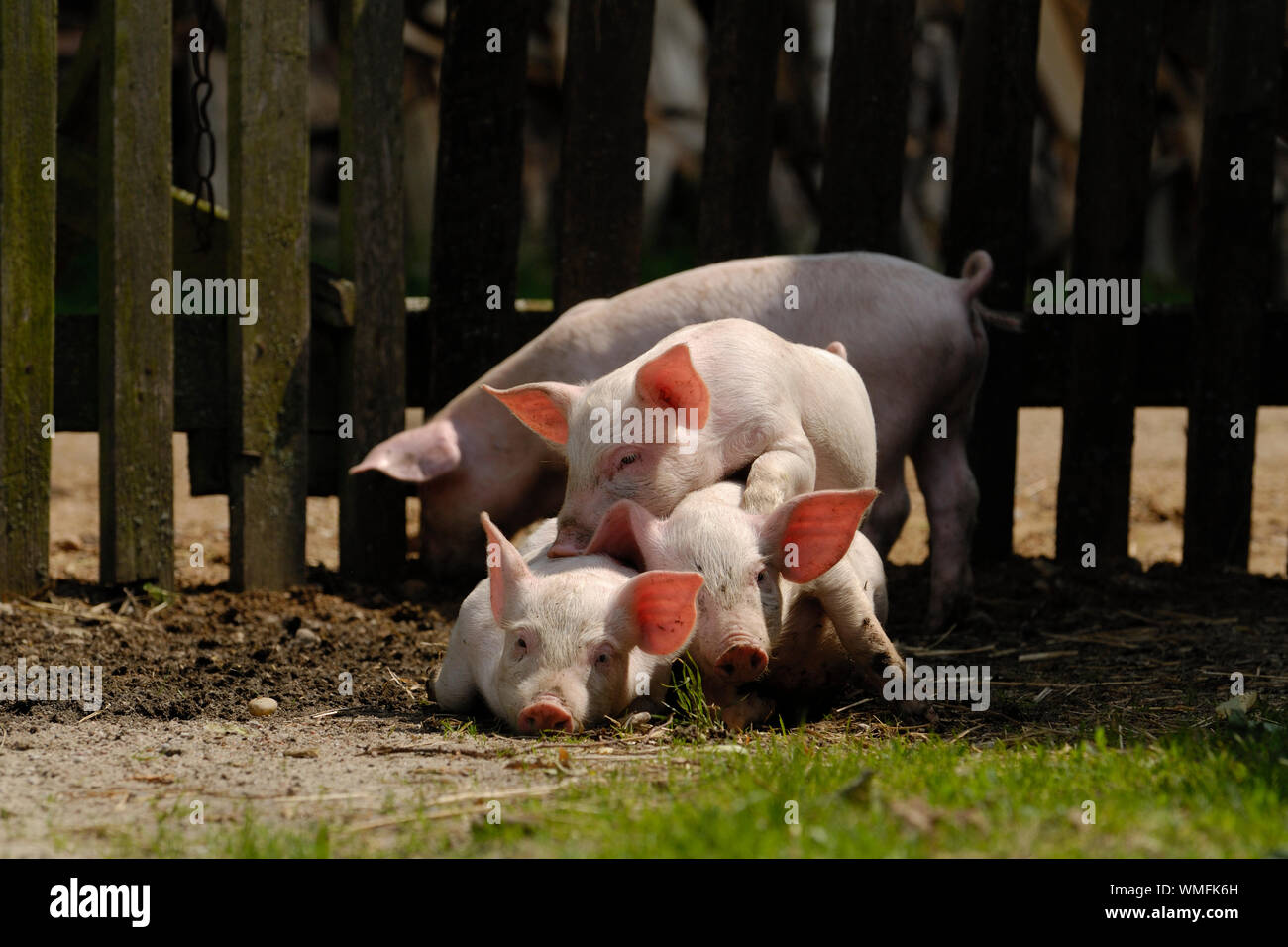 Pig and piglets hi-res stock photography and images - Alamy