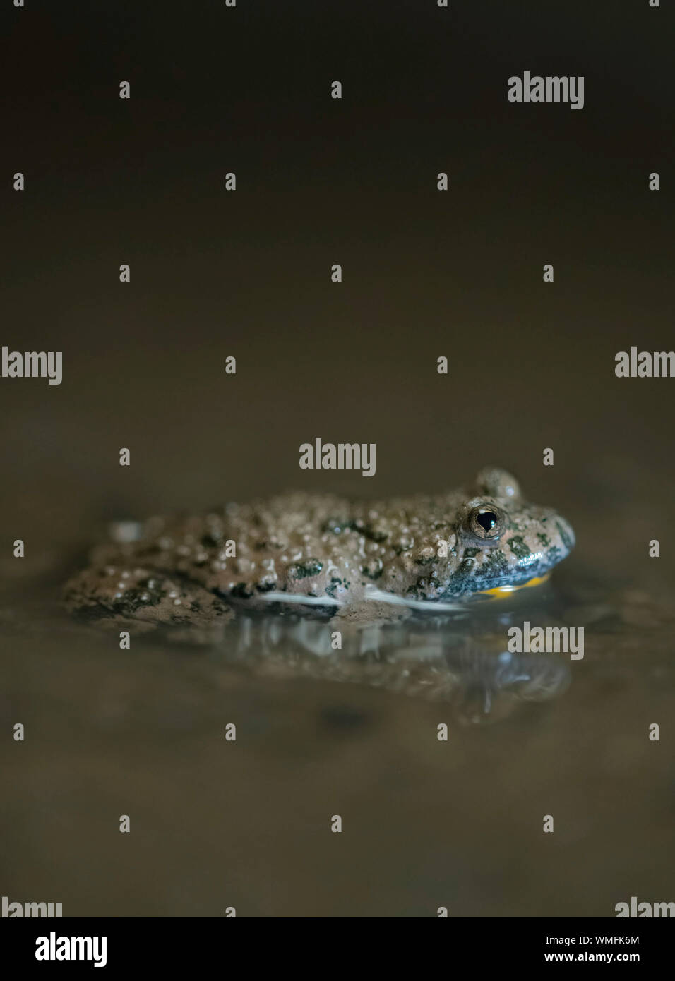 Yellow-bellied toad, North Rhine-Westphalia, Europe, (Bombina variegata ...