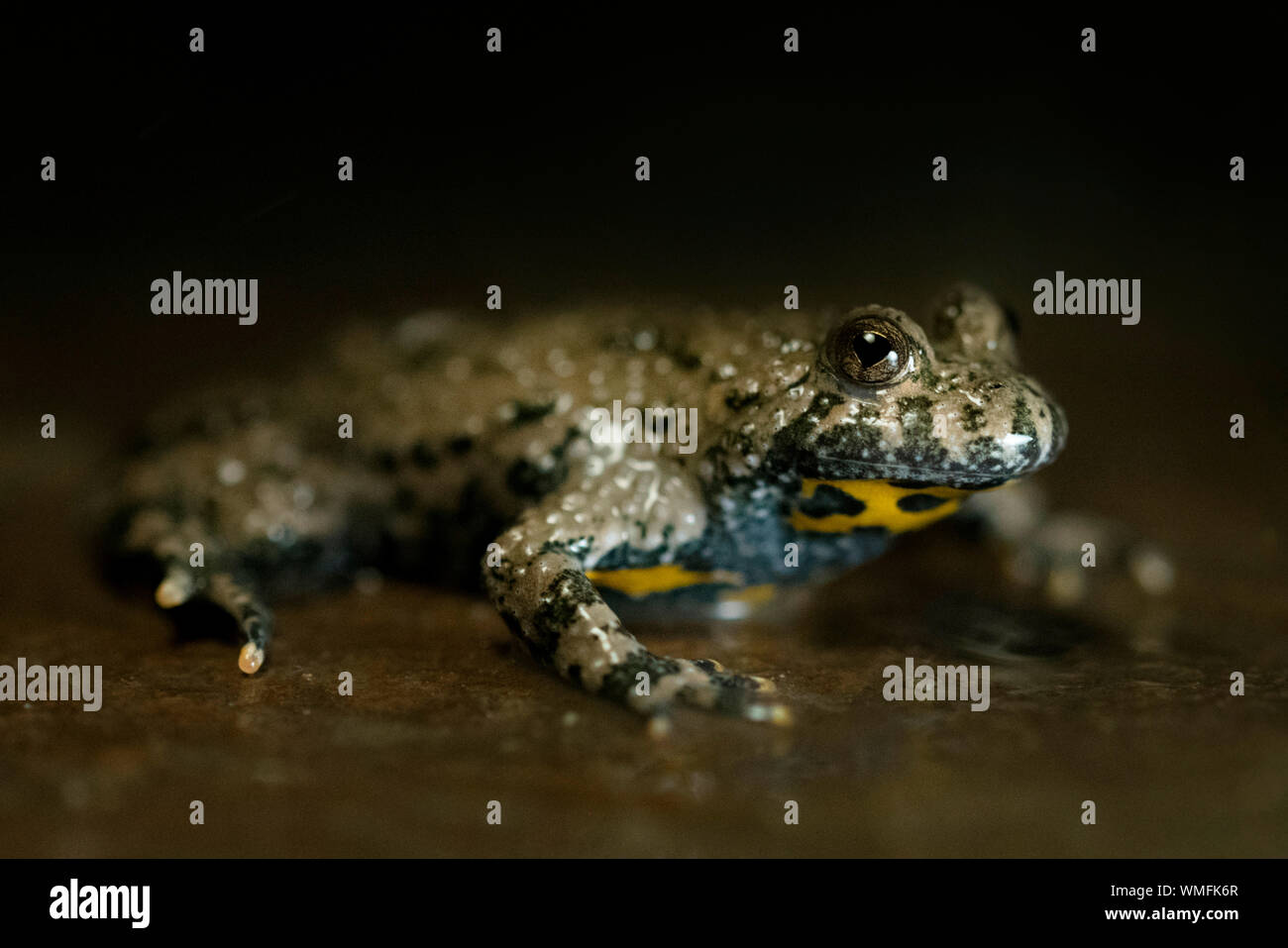 Yellow-bellied toad, North Rhine-Westphalia, Europe, (Bombina variegata ...