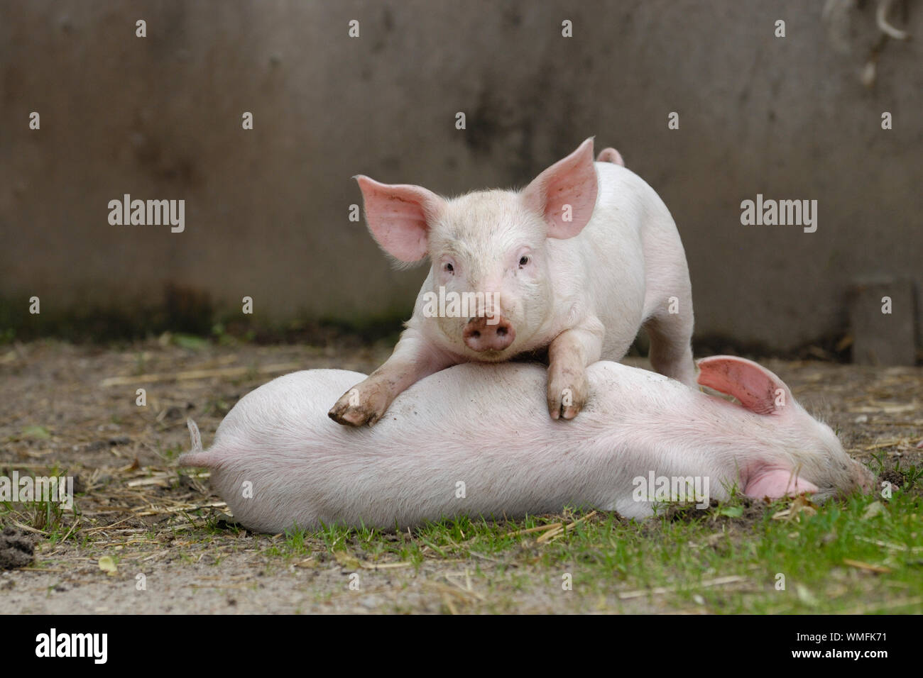 Domestic pig, playing piglets Stock Photo - Alamy