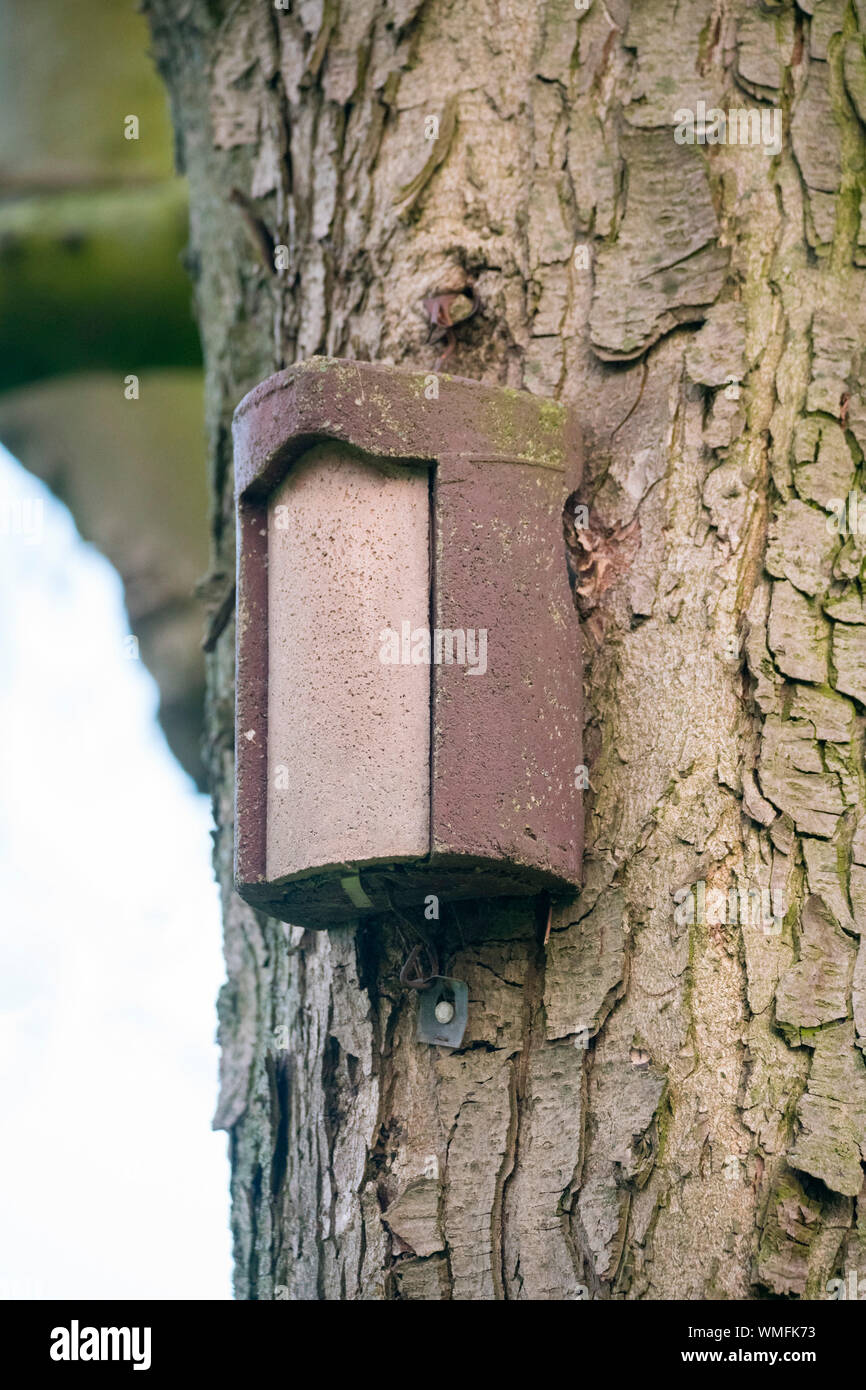 Creeper bird creepers birds hi-res stock photography and images - Alamy