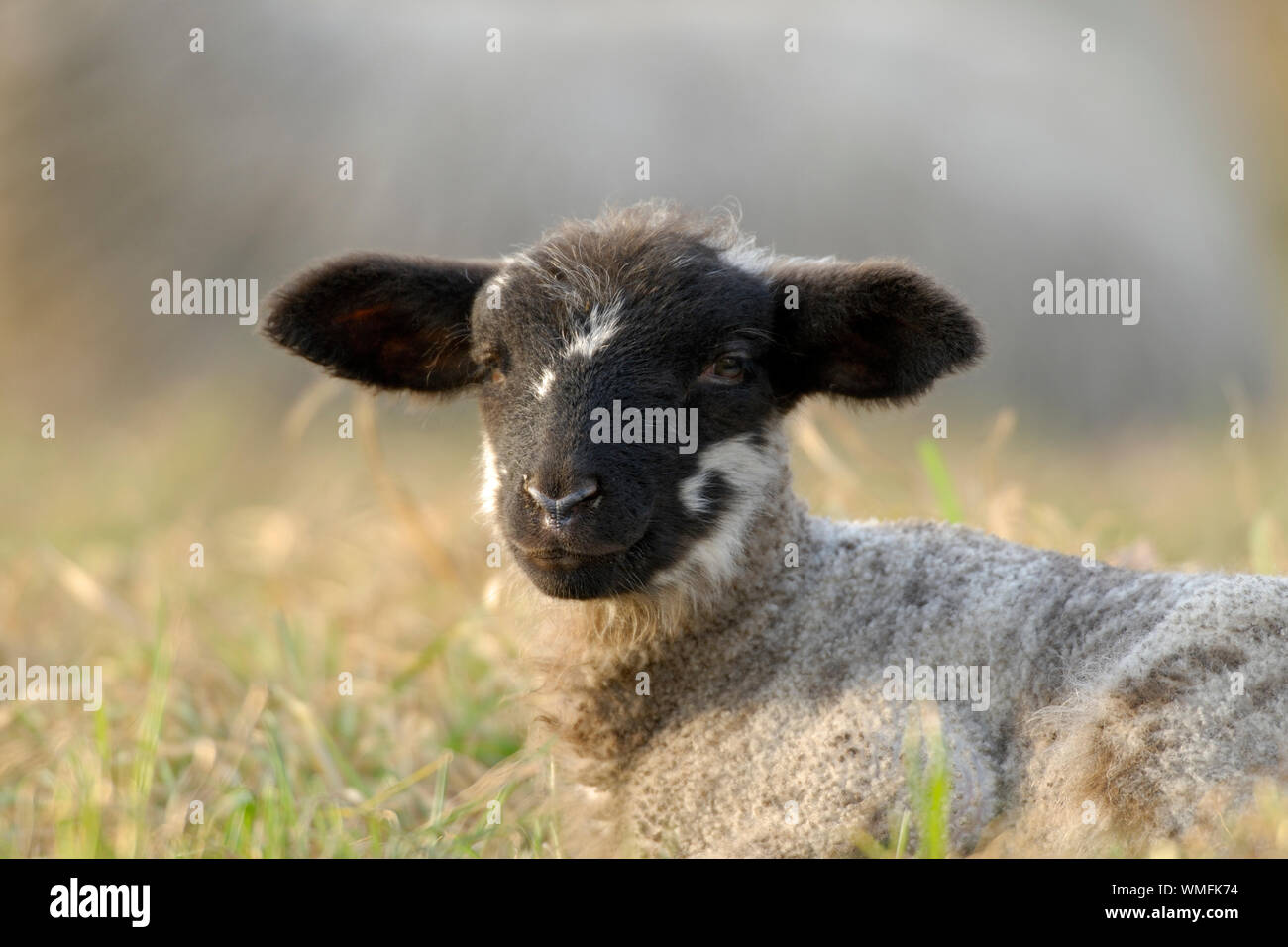 Young sheep lying hi-res stock photography and images - Alamy