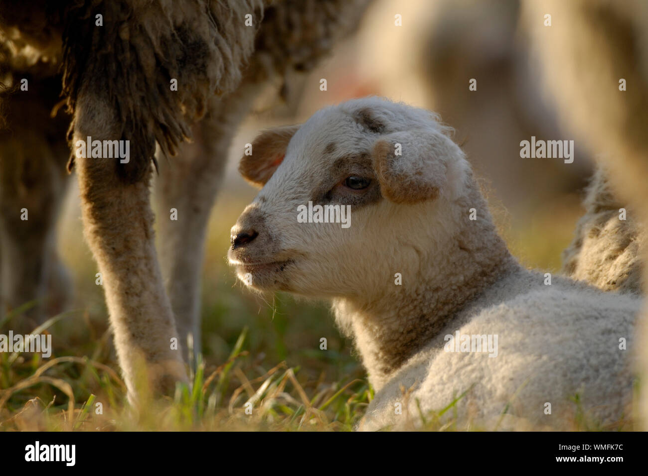 Domestic sheep, lamb Stock Photo - Alamy