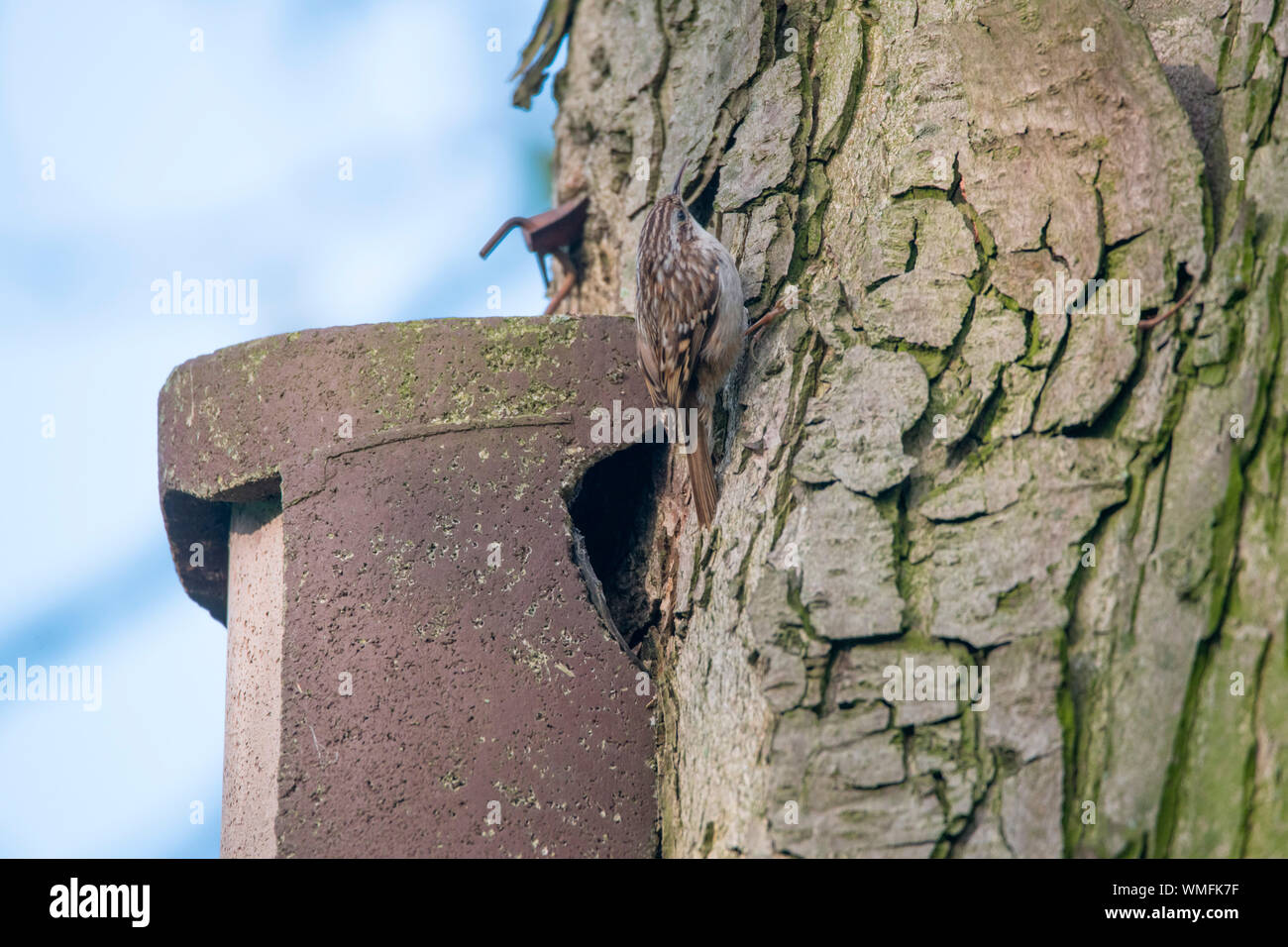 Creeper bird creepers birds hi-res stock photography and images - Alamy