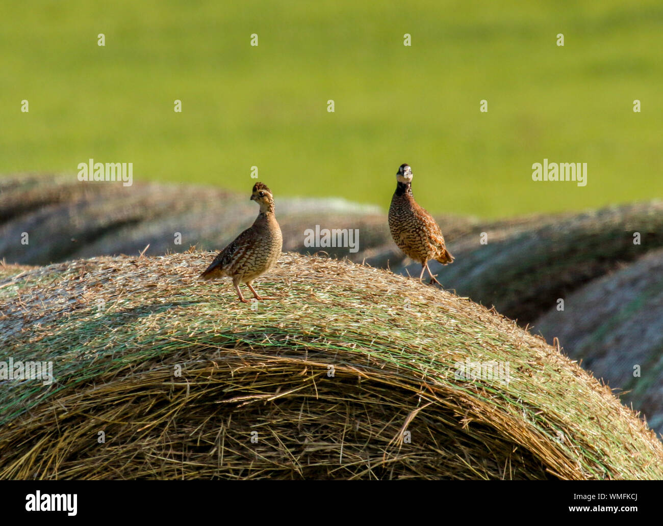 Hay birds hi-res stock photography and images - Alamy