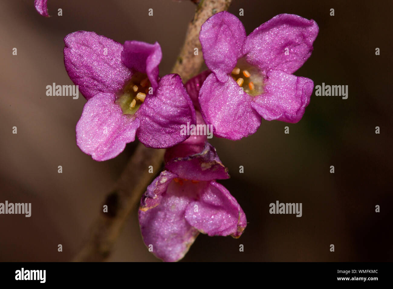 Daphne plants hi-res stock photography and images - Alamy